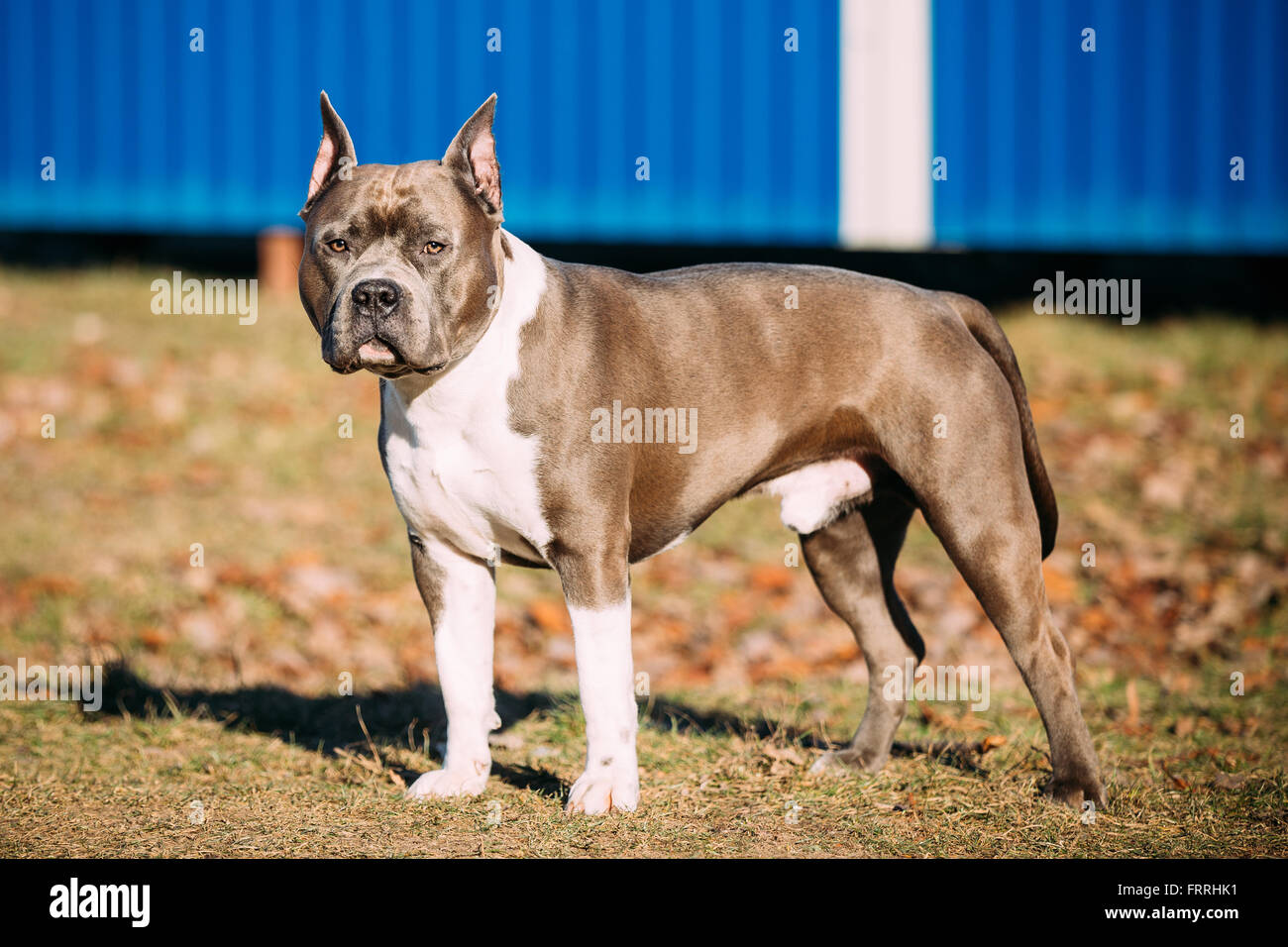 Beautiful dog hi-res stock photography and images - Alamy