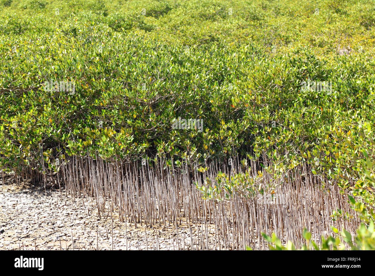 Mangrove planting hi-res stock photography and images - Alamy