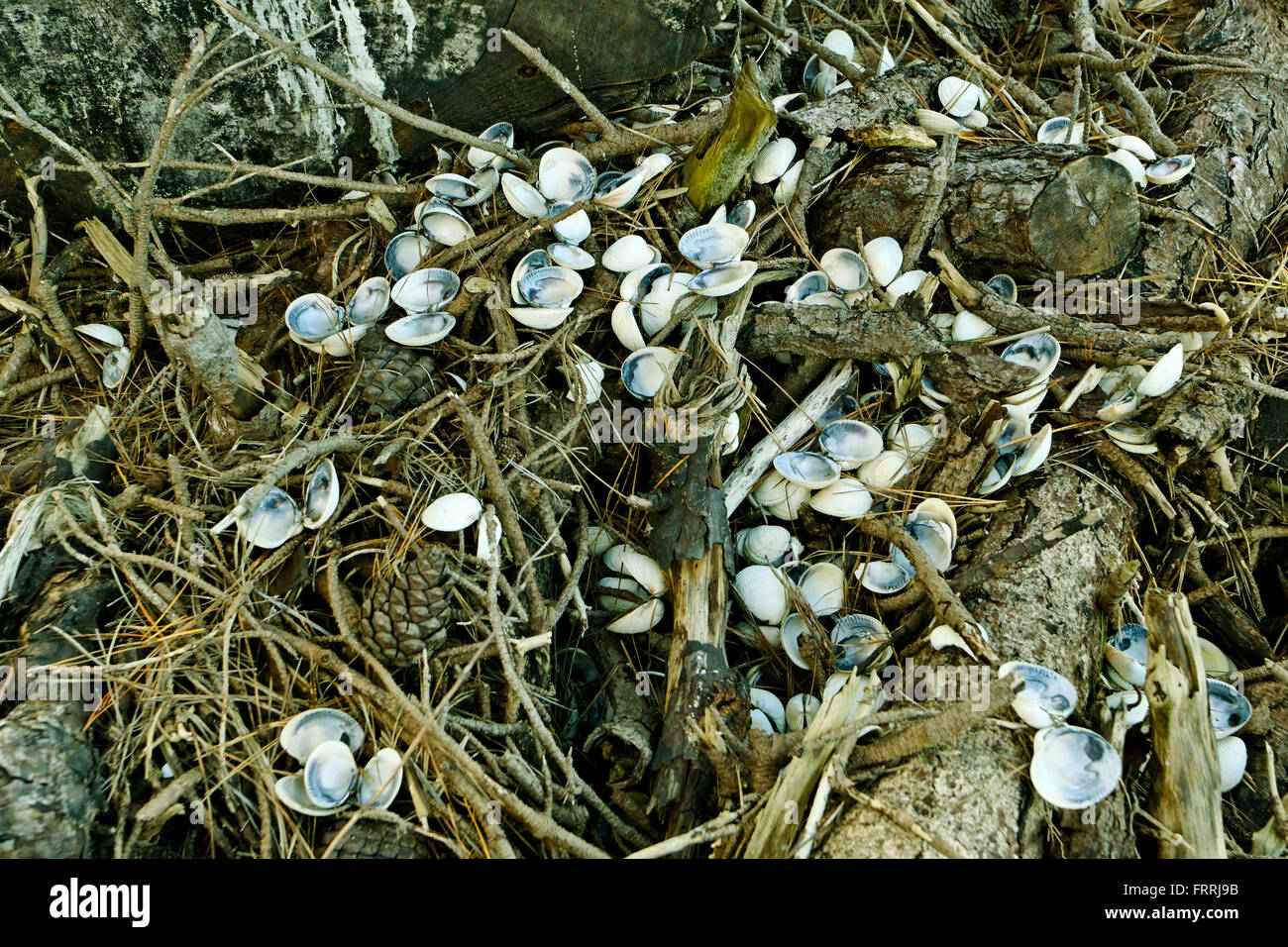 SEA SHELLS ON A BEACH NEAR NELSON NEW ZEALAND Stock Photo - Alamy