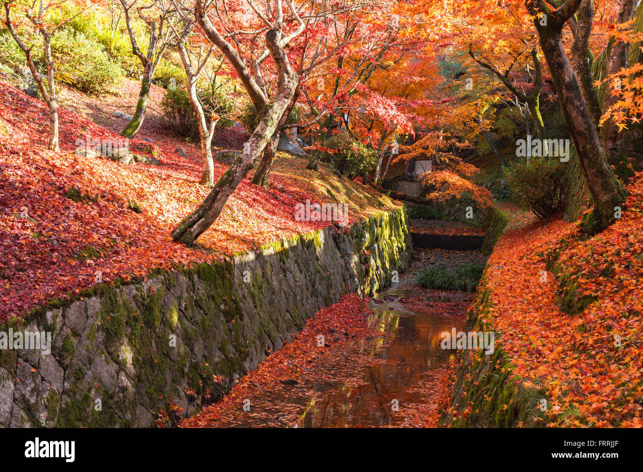 Red maple leaf fall around water canal at Kiyomizu-dera temple, Kyoto ...