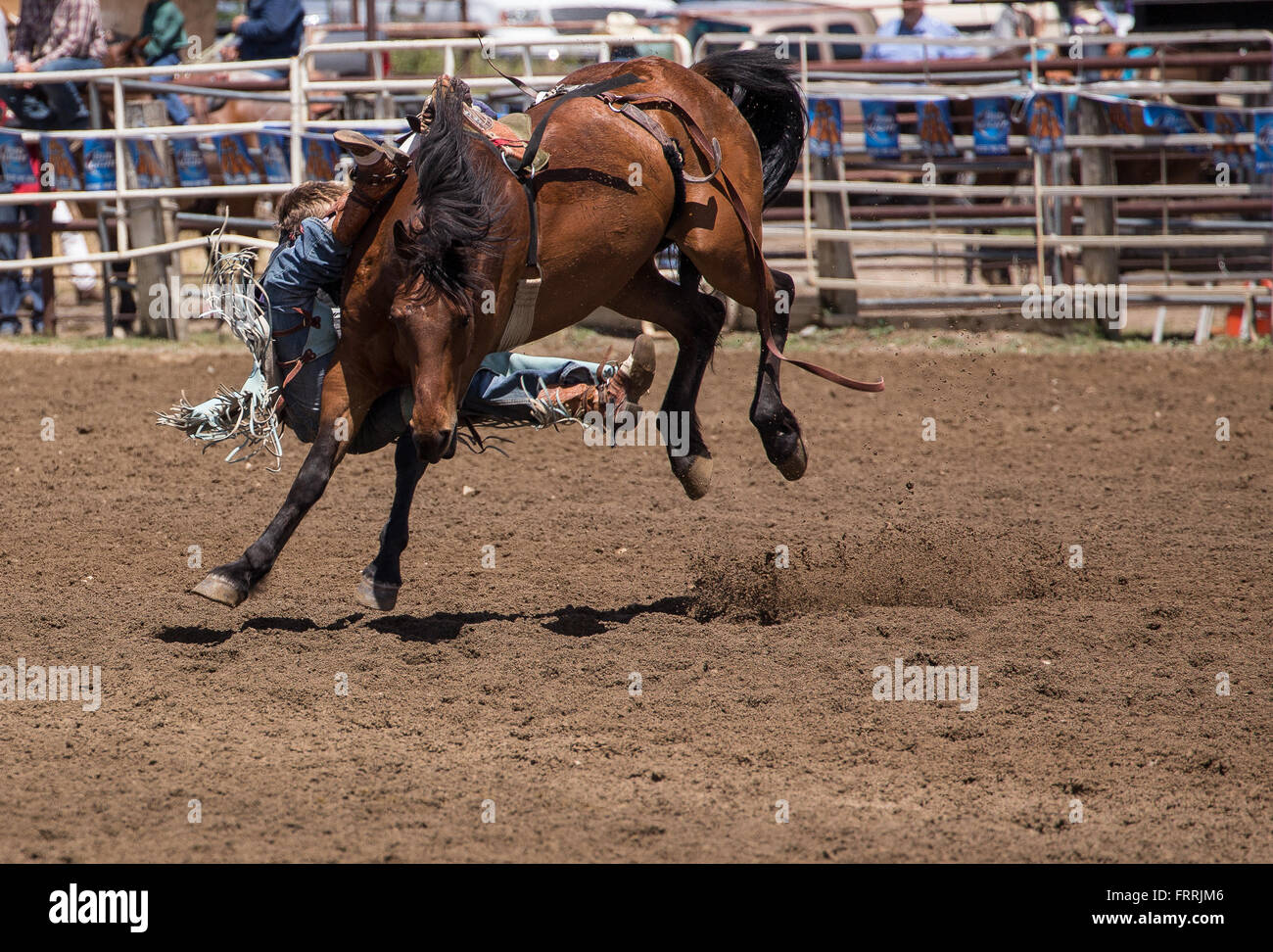 Bronco rider in action at the Cottonwood, California Rodeo Stock Photo ...