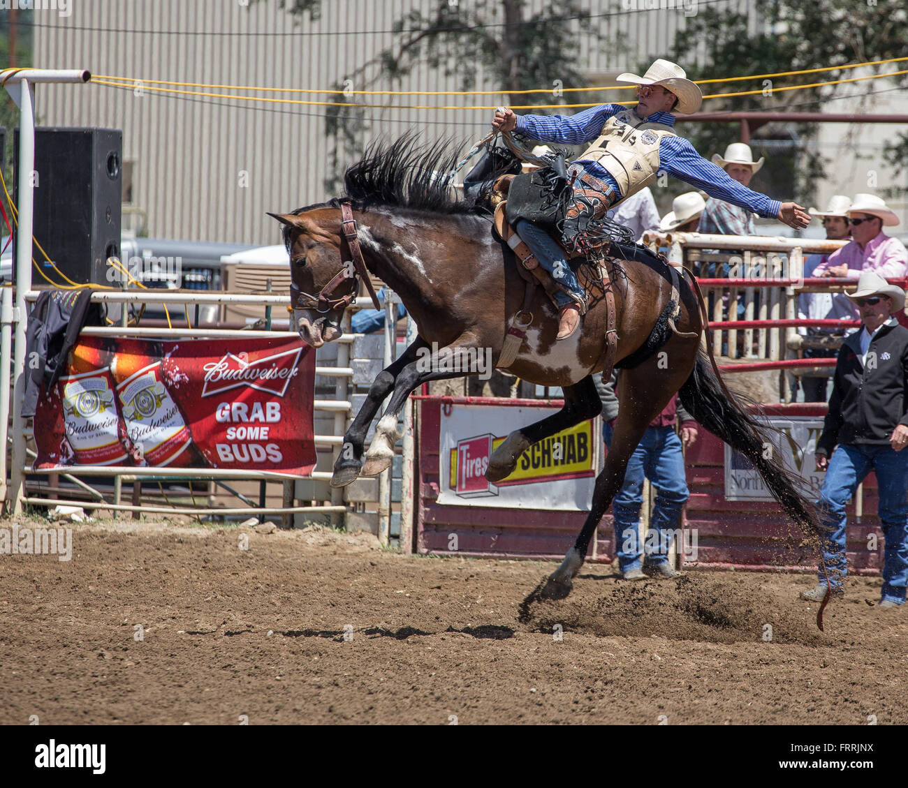 Bronco rider in action at the Cottonwood, California Rodeo Stock Photo ...