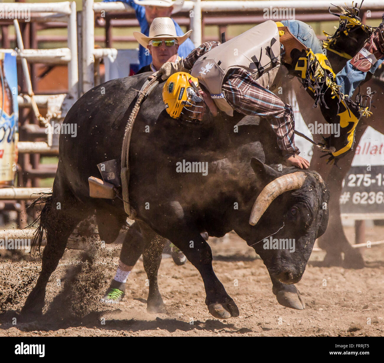 Kicking bull hi-res stock photography and images - Alamy