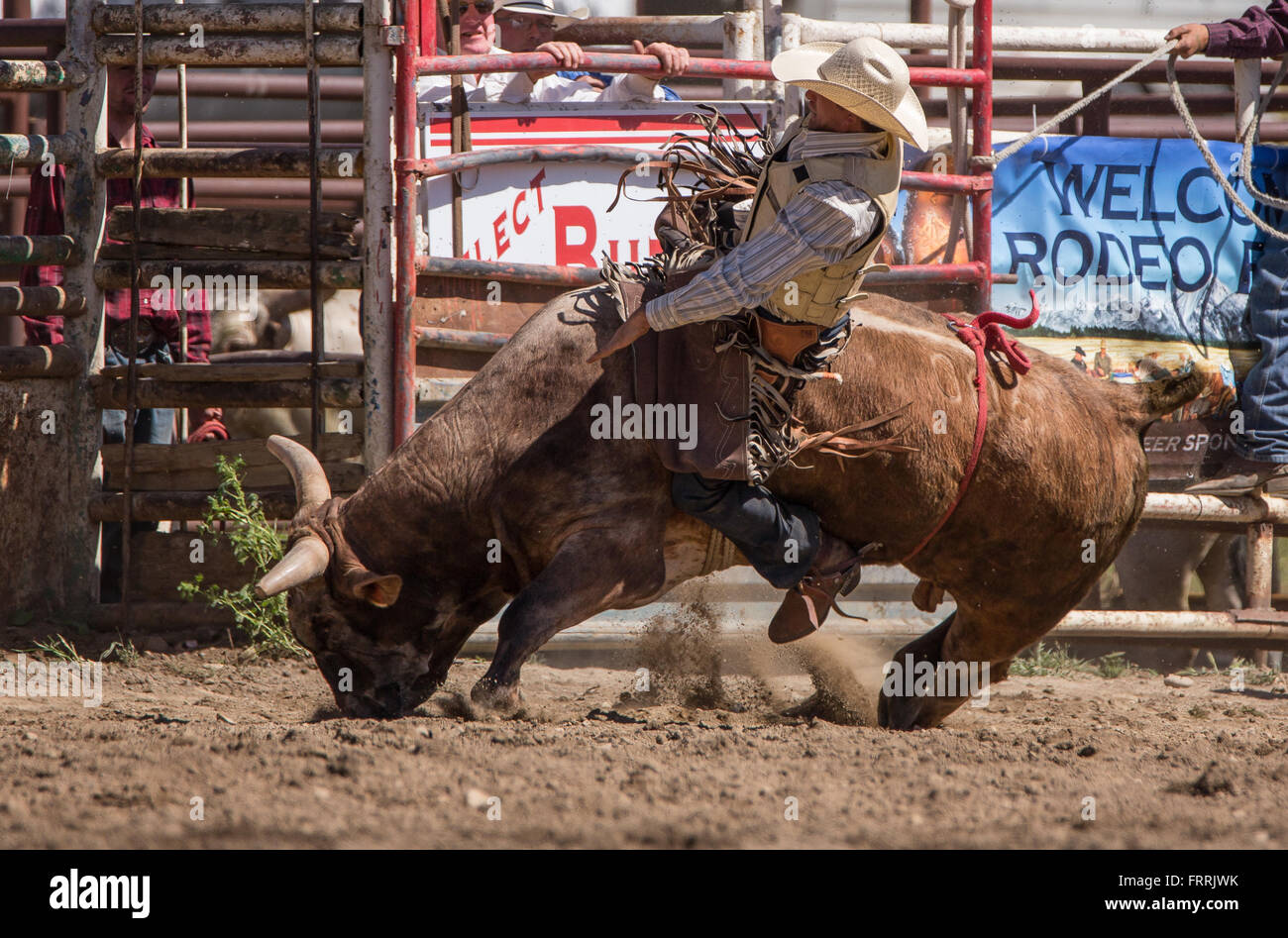 Bull rider in action at the Cottonwood, California Rodeo Stock Photo ...