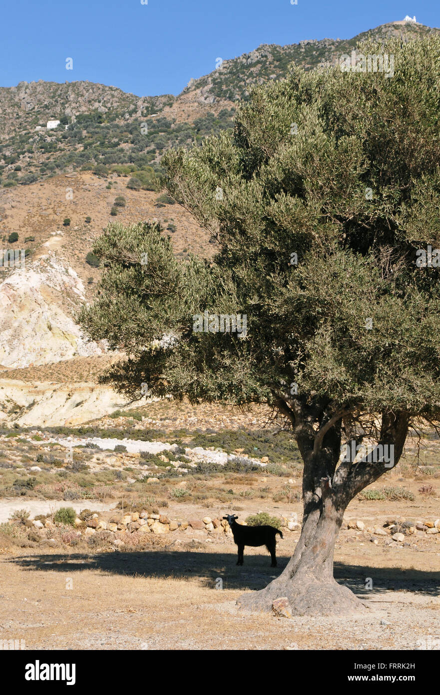 Goat under tree hi-res stock photography and images - Alamy