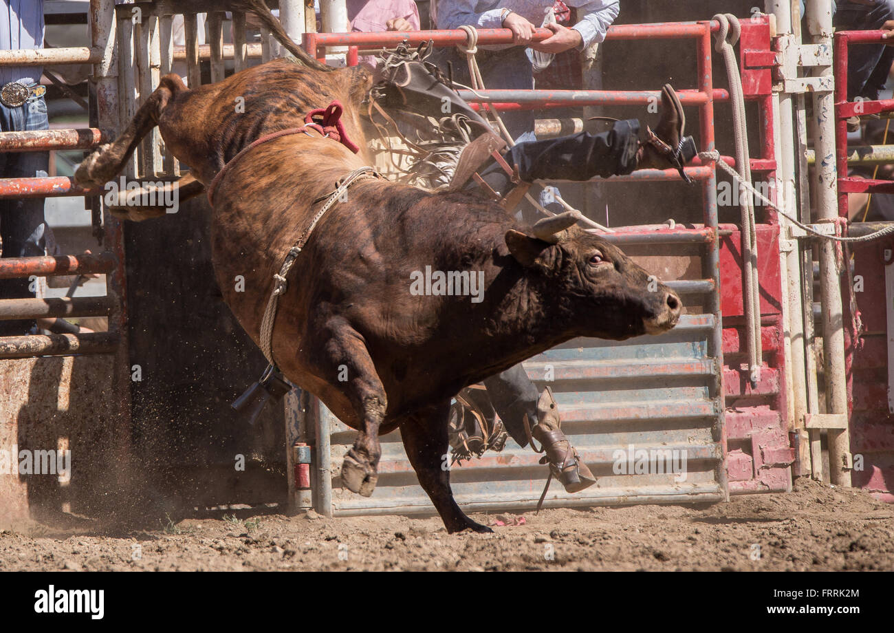Bull rider in action at the Cottonwood, California Rodeo Stock Photo ...