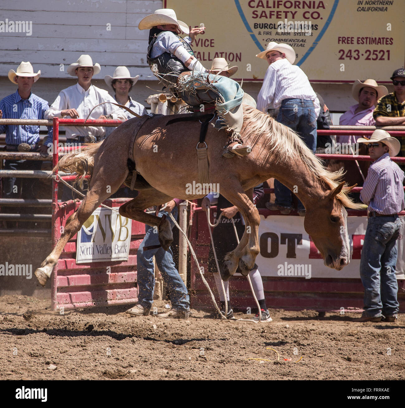 Bronco rider in action at the Cottonwood, California Rodeo Stock Photo ...