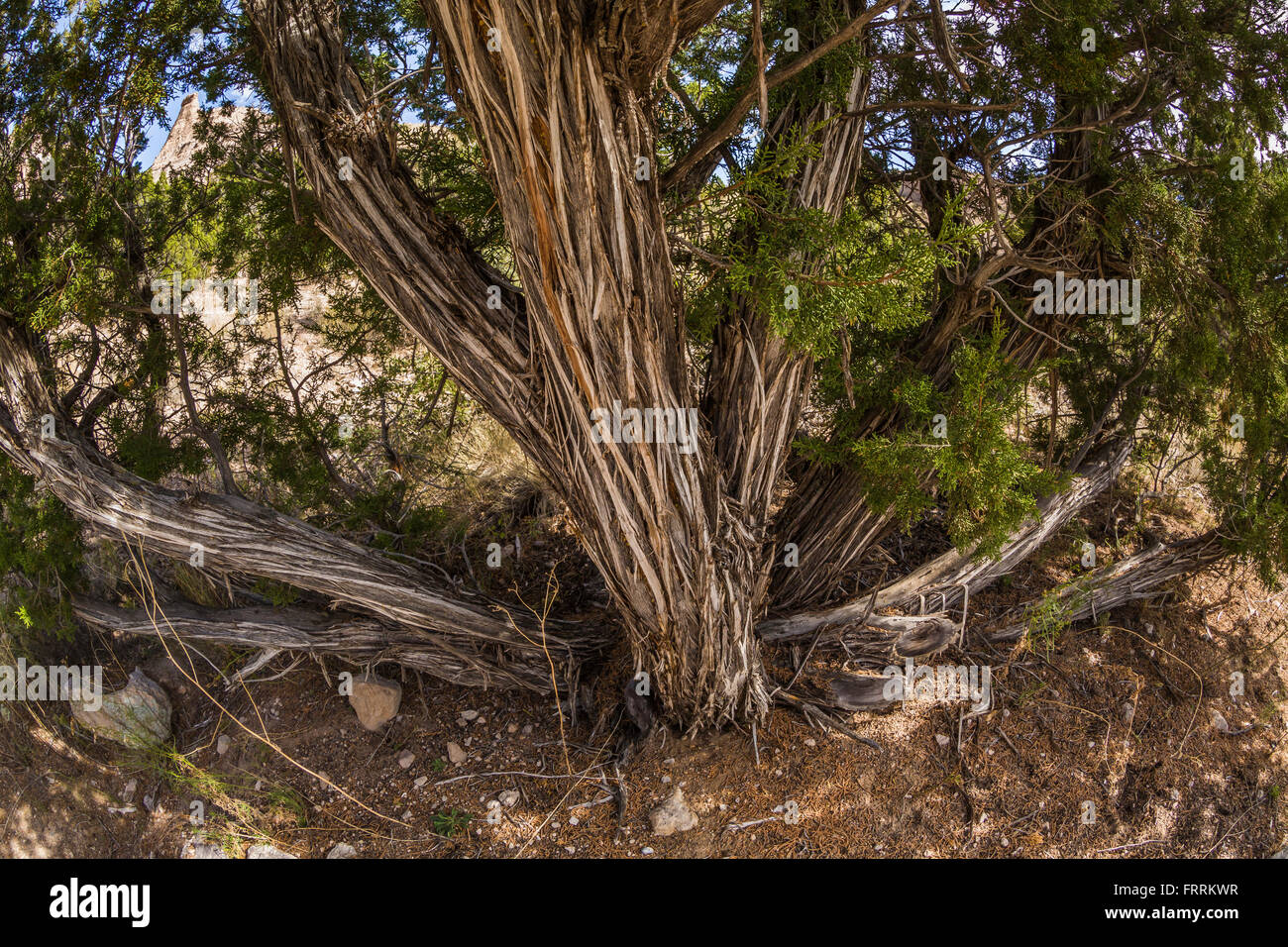 Juniper cave hi-res stock photography and images - Alamy