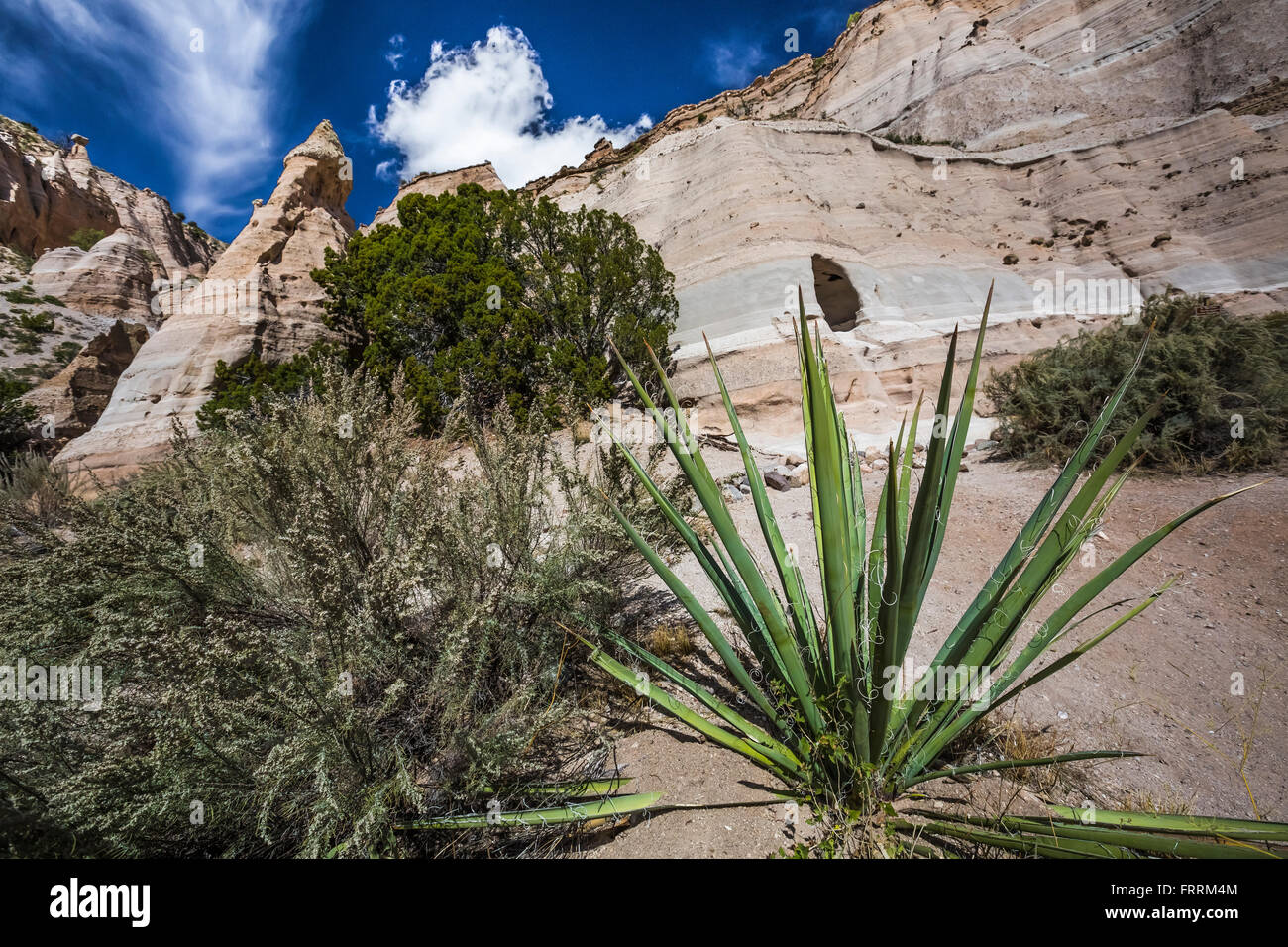 Banana Yucca, Yucca baccata, along the Cave Loop Trail at Kasha-Katuwe ...
