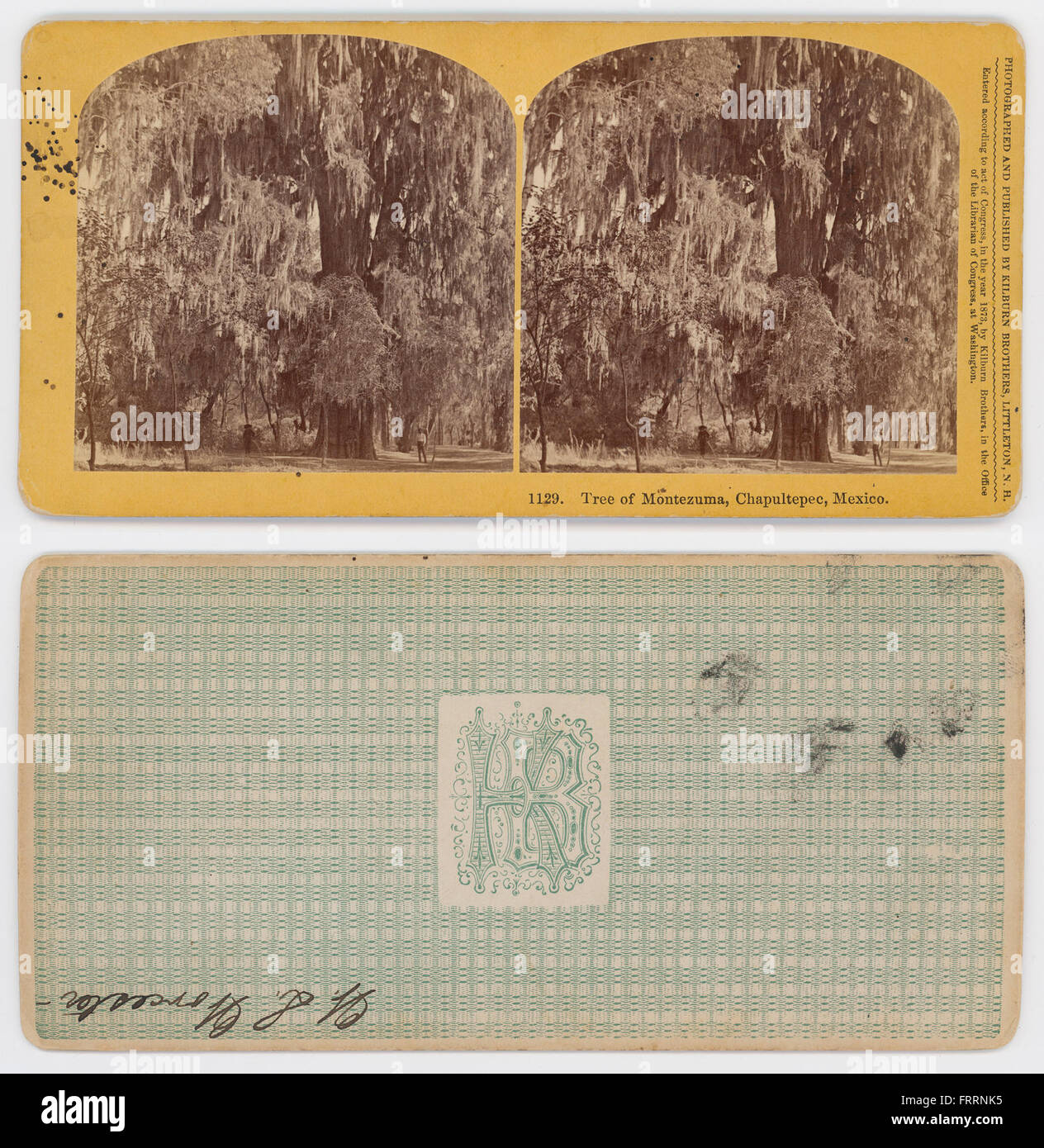 A stereograph showing the Tree of Montezuma located in Chapultepec Park ...