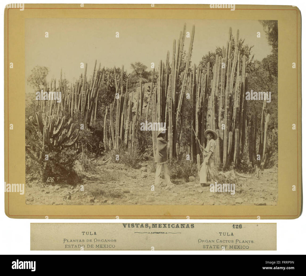 The photograph shows the plant life, particularly cacti, at Tula, a ...
