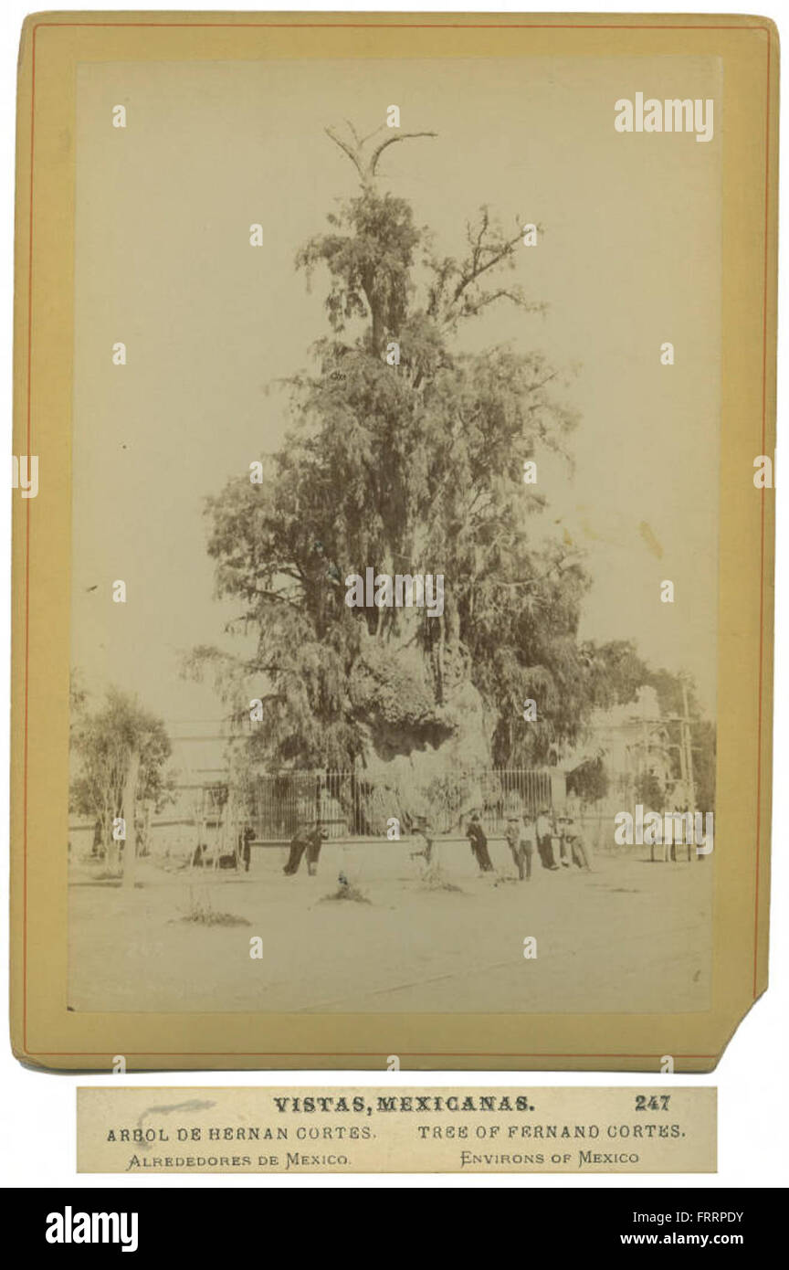A photograph of the Árbol de Hernán Cortés, a historical tree located ...