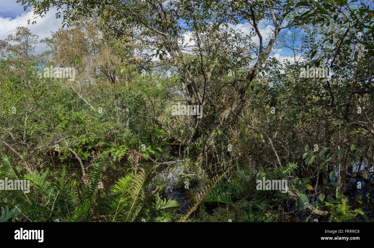Really Tall Trees High Resolution Stock Photography and Images - Alamy