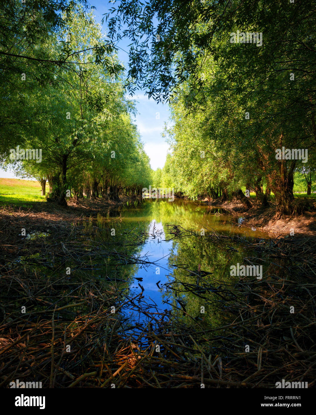 Brook forest hi-res stock photography and images - Alamy