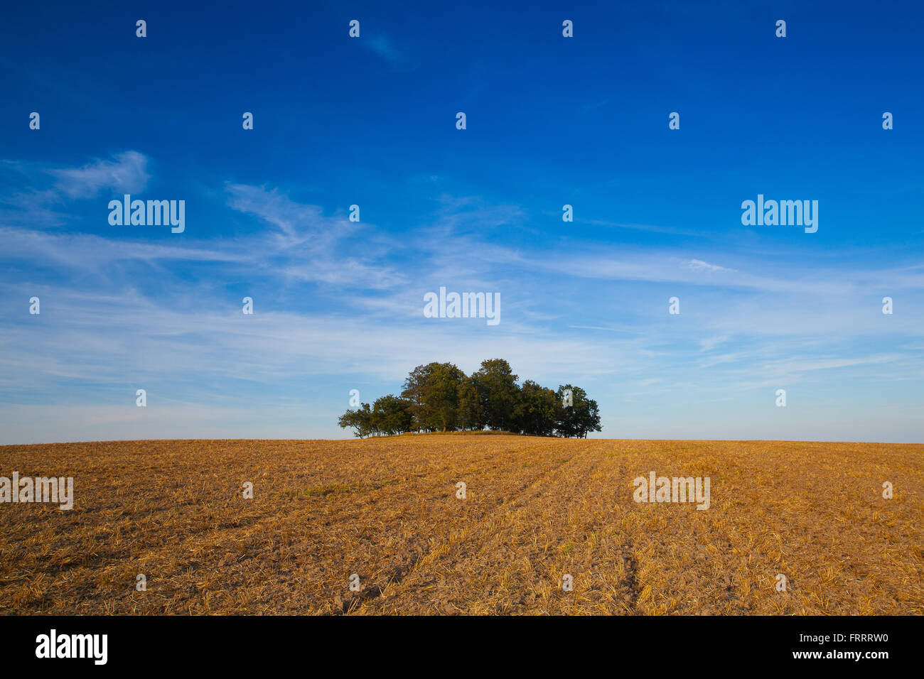 Island full of trees in the middle empty field Stock Photo - Alamy