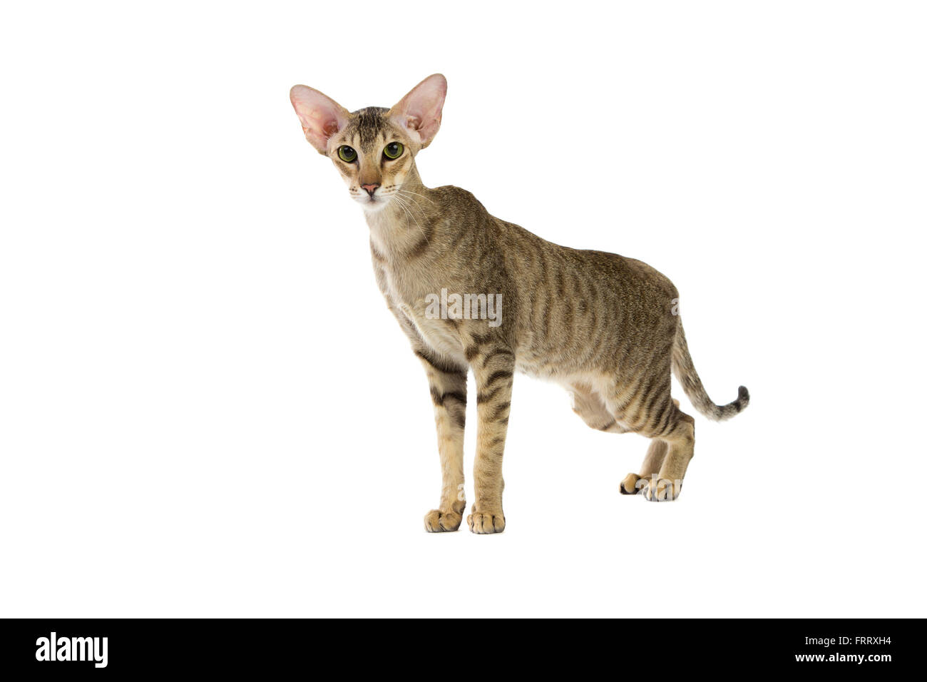 Purebred cute siamese cat studio shot, isolated on white background ...