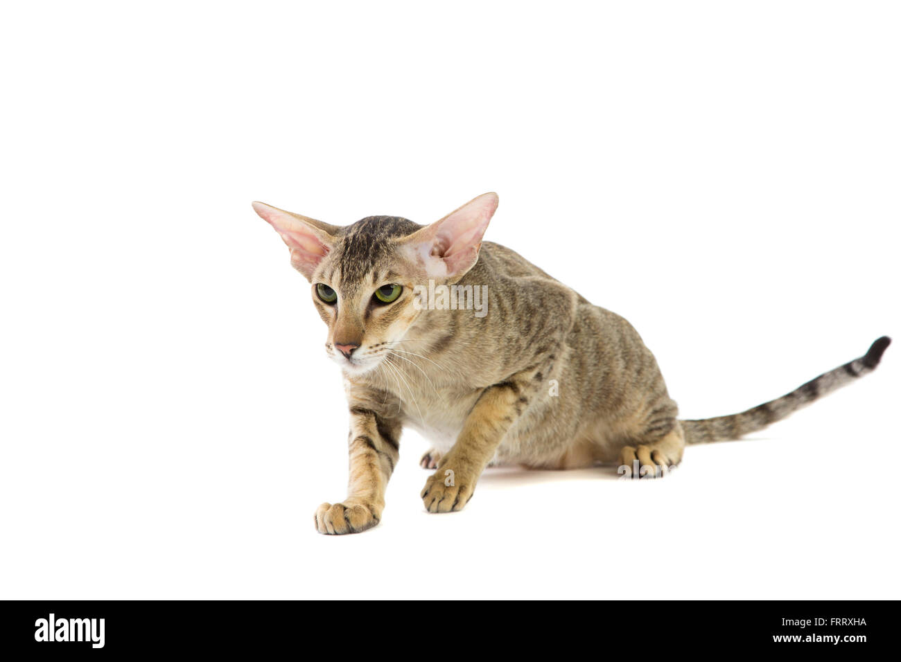 Purebred cute siamese cat studio shot, isolated on white background ...