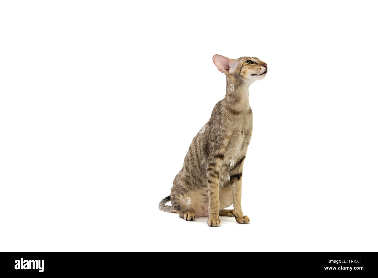 Purebred cute siamese cat studio shot, isolated on white background ...