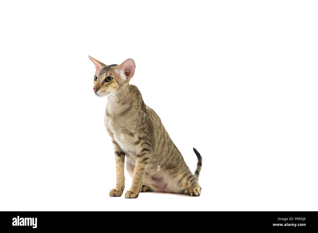 Purebred cute siamese cat studio shot, isolated on white background ...