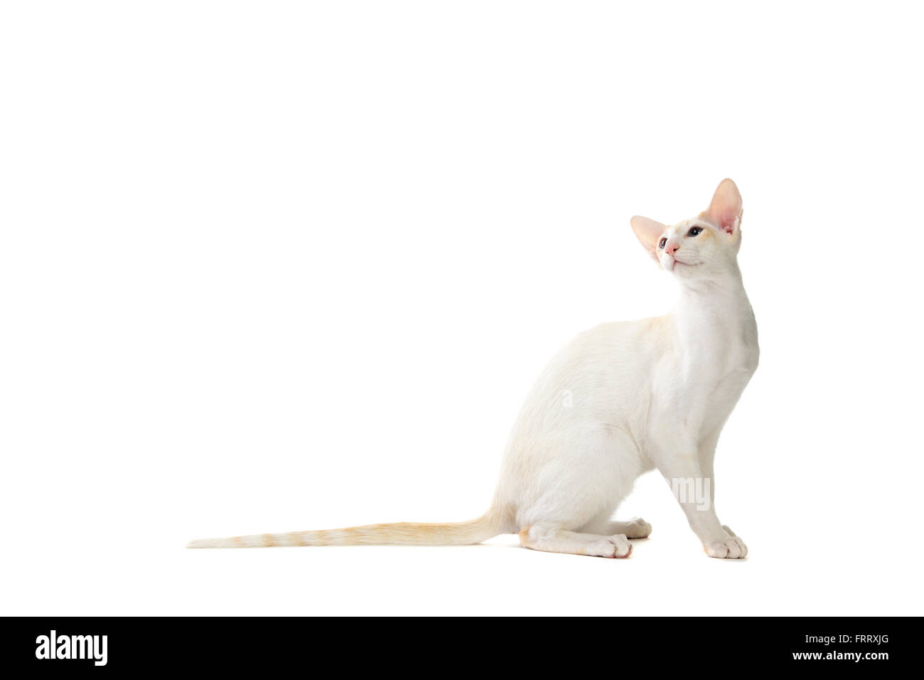 Purebred cute siamese cat studio shot, isolated on white background ...