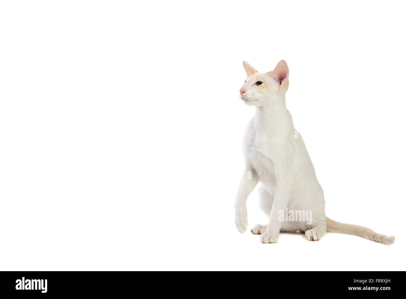 Purebred cute siamese cat studio shot, isolated on white background ...