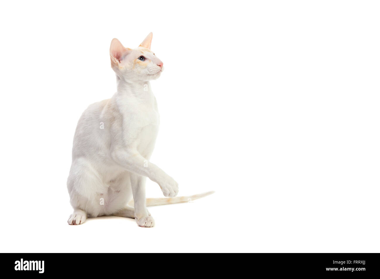 Purebred cute siamese cat studio shot, isolated on white background ...