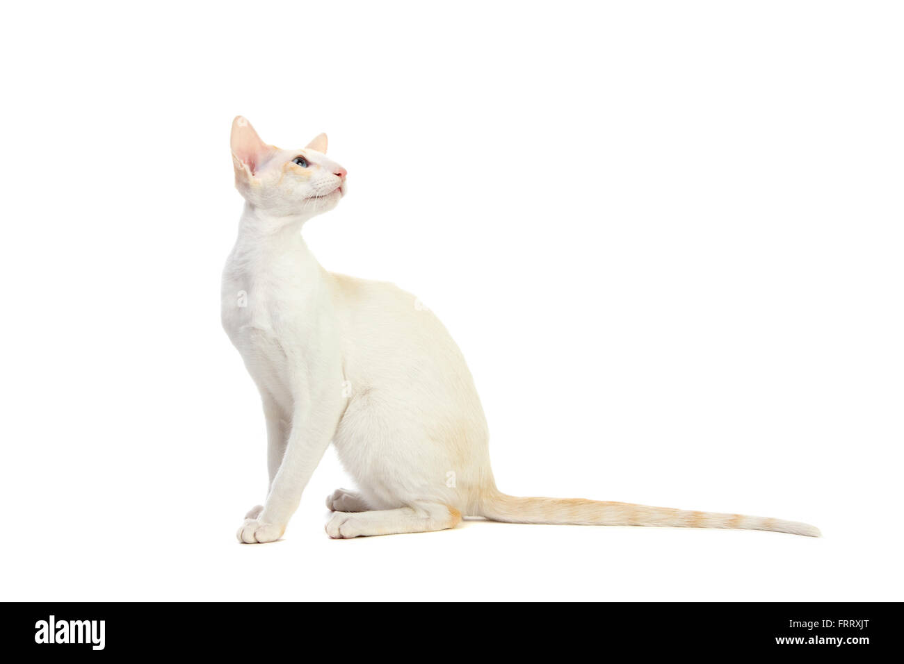 Purebred cute siamese cat studio shot, isolated on white background ...