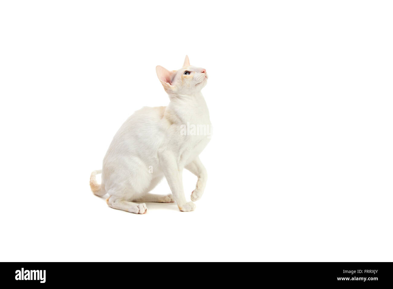 Purebred cute siamese cat studio shot, isolated on white background ...