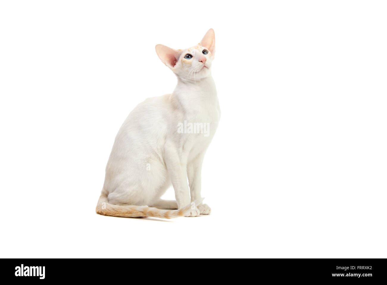 Purebred cute siamese cat studio shot, isolated on white background ...
