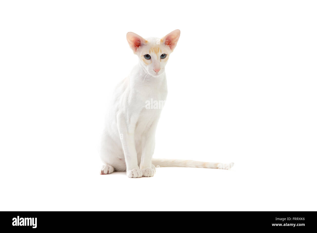 Purebred cute siamese cat studio shot, isolated on white background ...