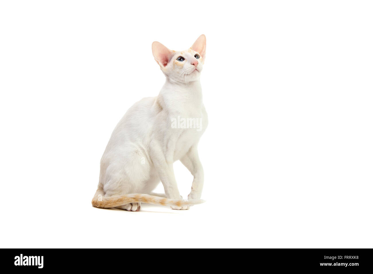 Purebred cute siamese cat studio shot, isolated on white background ...