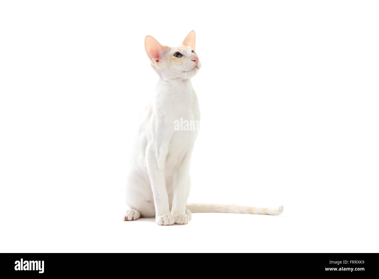 Purebred cute siamese cat studio shot, isolated on white background ...