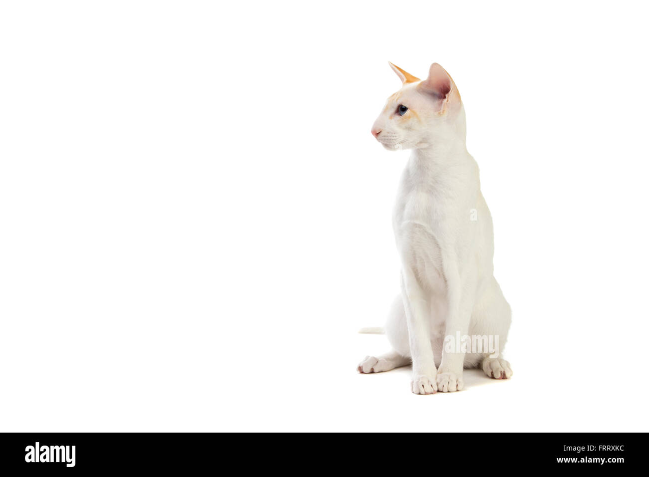 Purebred cute siamese cat studio shot, isolated on white background ...