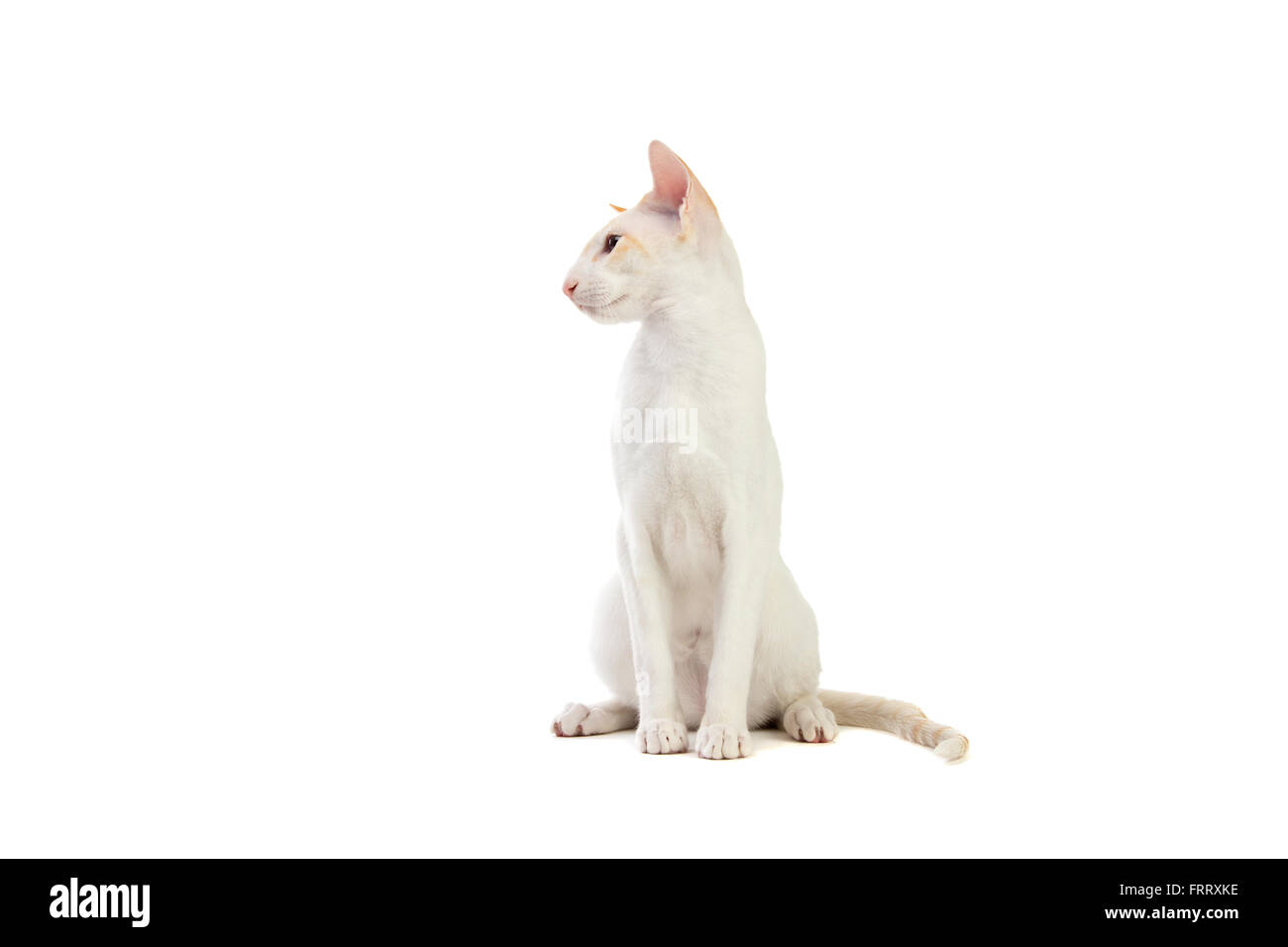 Purebred cute siamese cat studio shot, isolated on white background ...