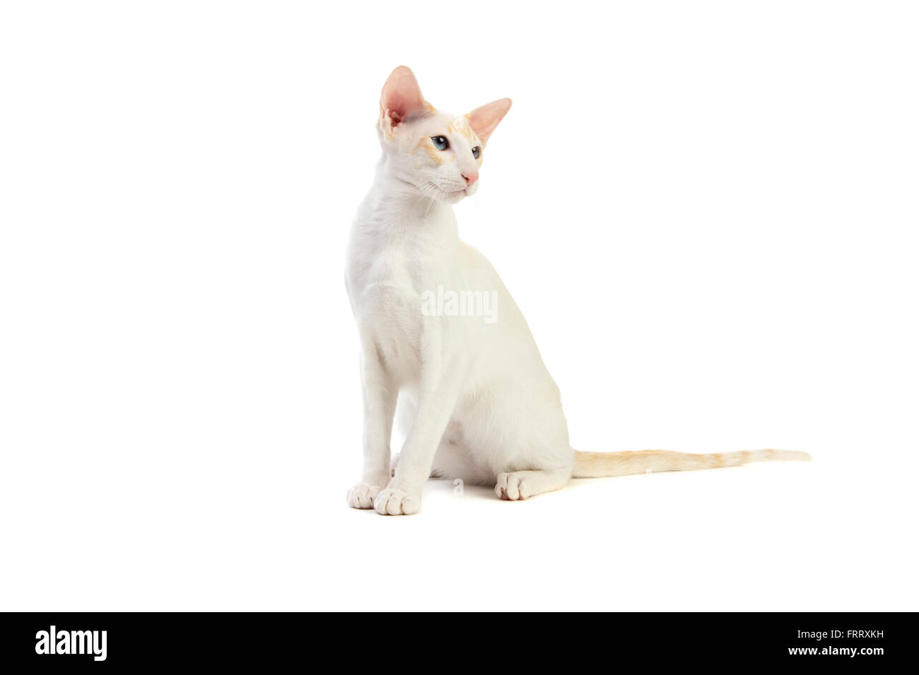 Purebred cute siamese cat studio shot, isolated on white background ...