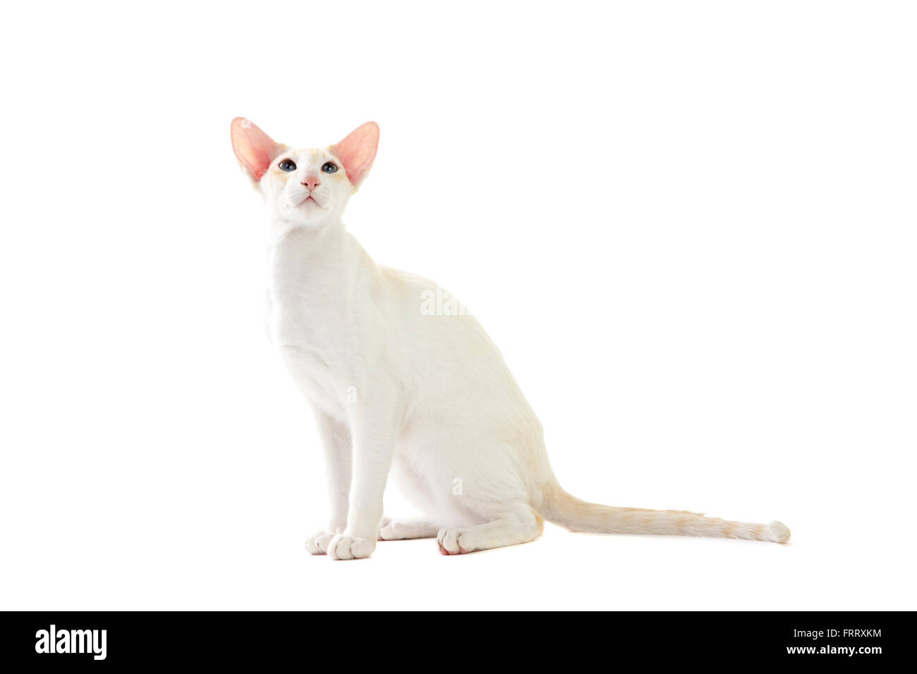 Purebred cute siamese cat studio shot, isolated on white background ...