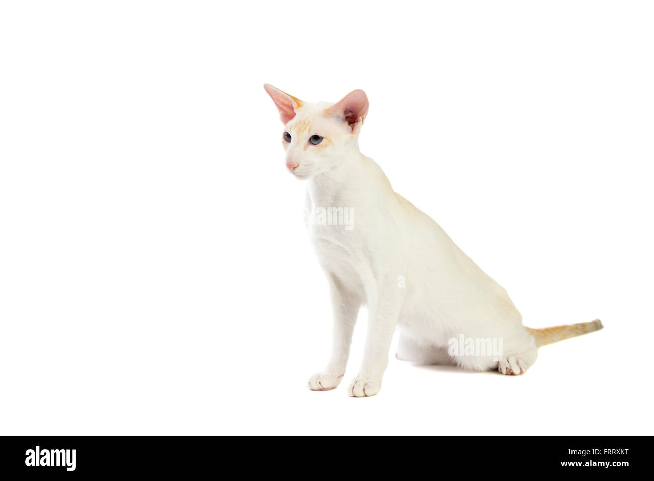 Purebred cute siamese cat studio shot, isolated on white background ...