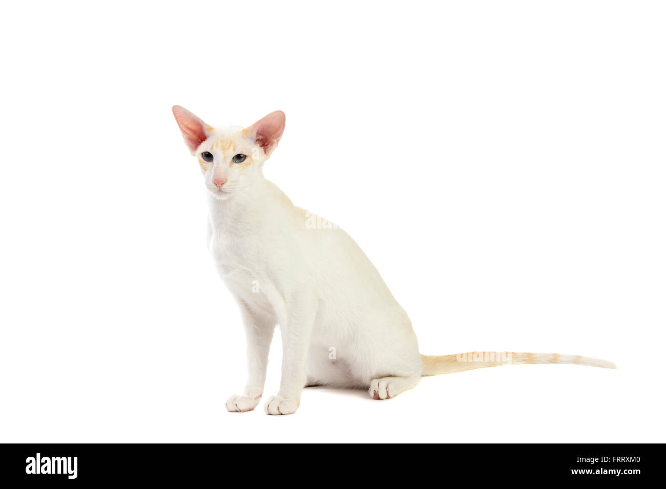Purebred cute siamese cat studio shot, isolated on white background ...