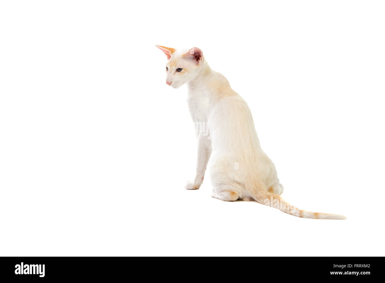Purebred cute siamese cat studio shot, isolated on white background ...