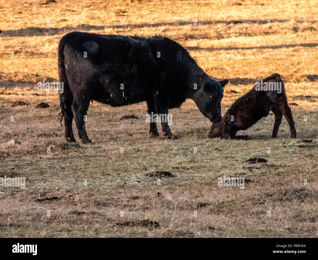 Cow and her calf playing in field of dry grass Stock Photo - Alamy