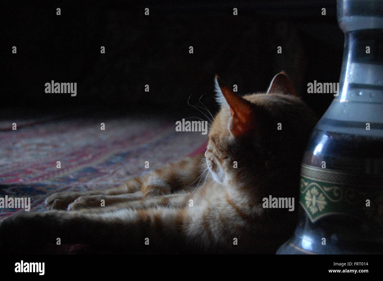 Bedouin sleeping in tent hi-res stock photography and images - Alamy