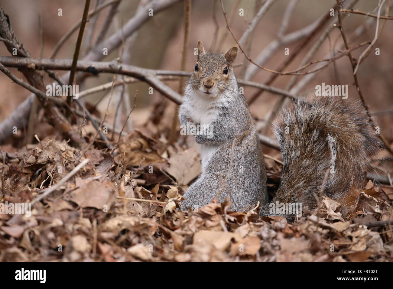 Cute, curious and friendly gray squirrel Stock Photo - Alamy