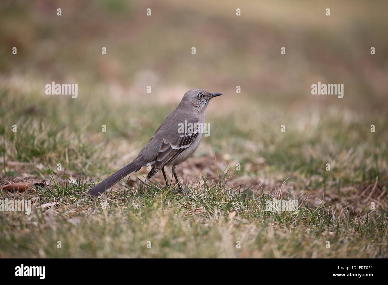 thoughtful northern mockingbird listening to other birds singing Stock ...