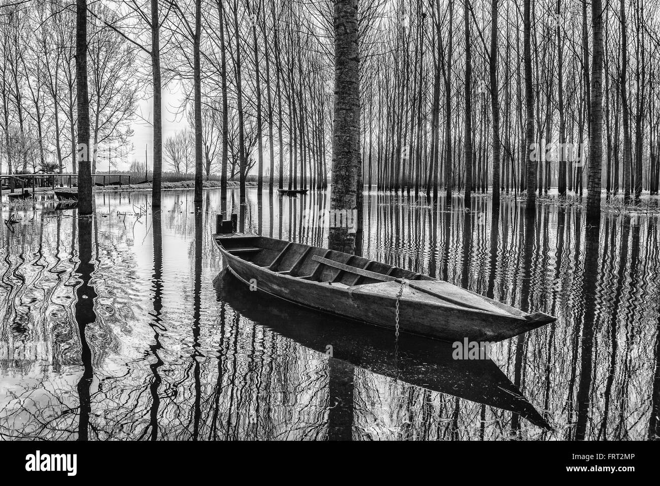 Tree in swamp Black and White Stock Photos & Images - Alamy