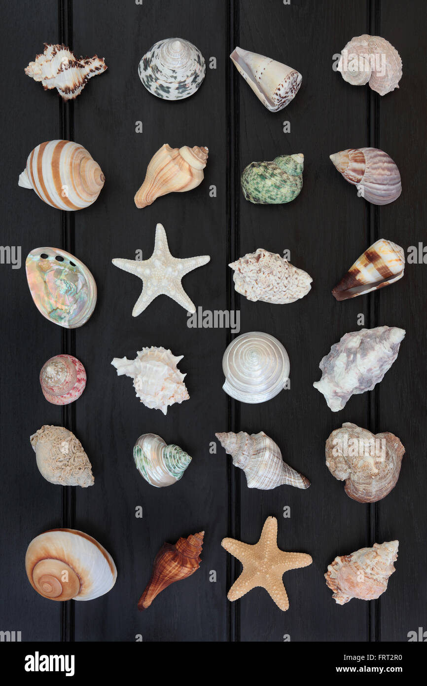 Large sea shell collection on dark wooden background Stock Photo - Alamy