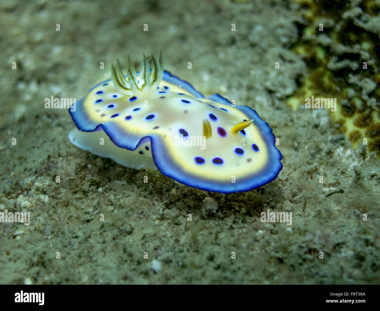 Spotted nudibranch (Chromodoris Kunei) - one of many beautiful ...