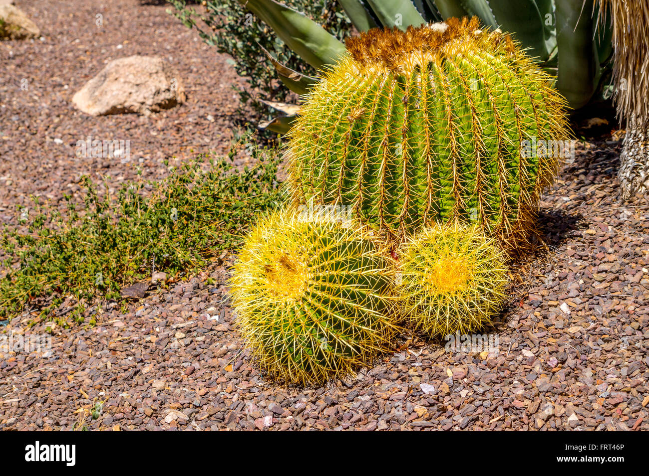 Barrel Cactus In The Desert