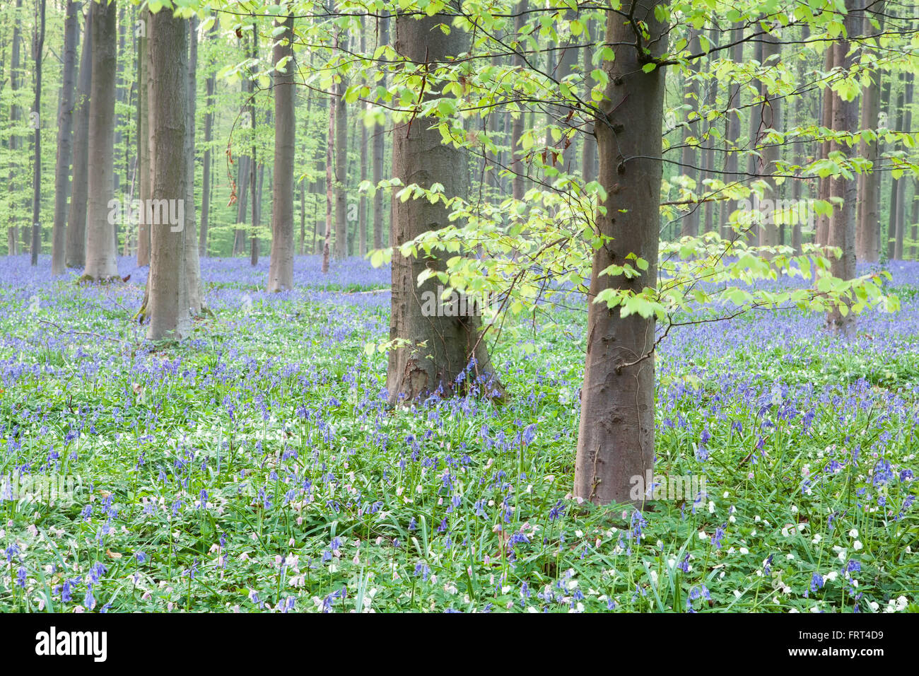 beautiful bluebell flowers in the forest, Hallerbos, Belgium Stock ...