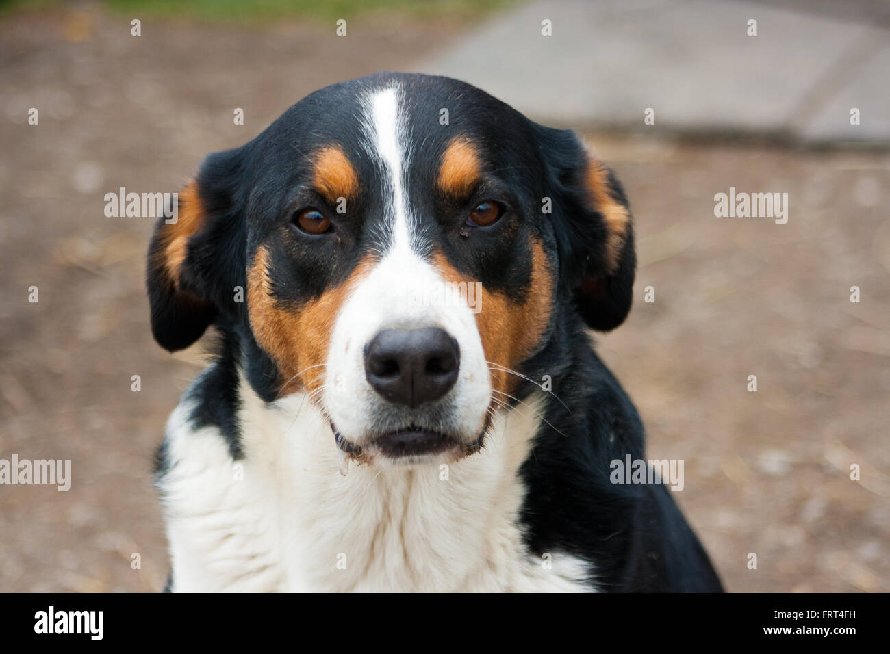 Bernese mountain dog head shot hi-res stock photography and images - Alamy