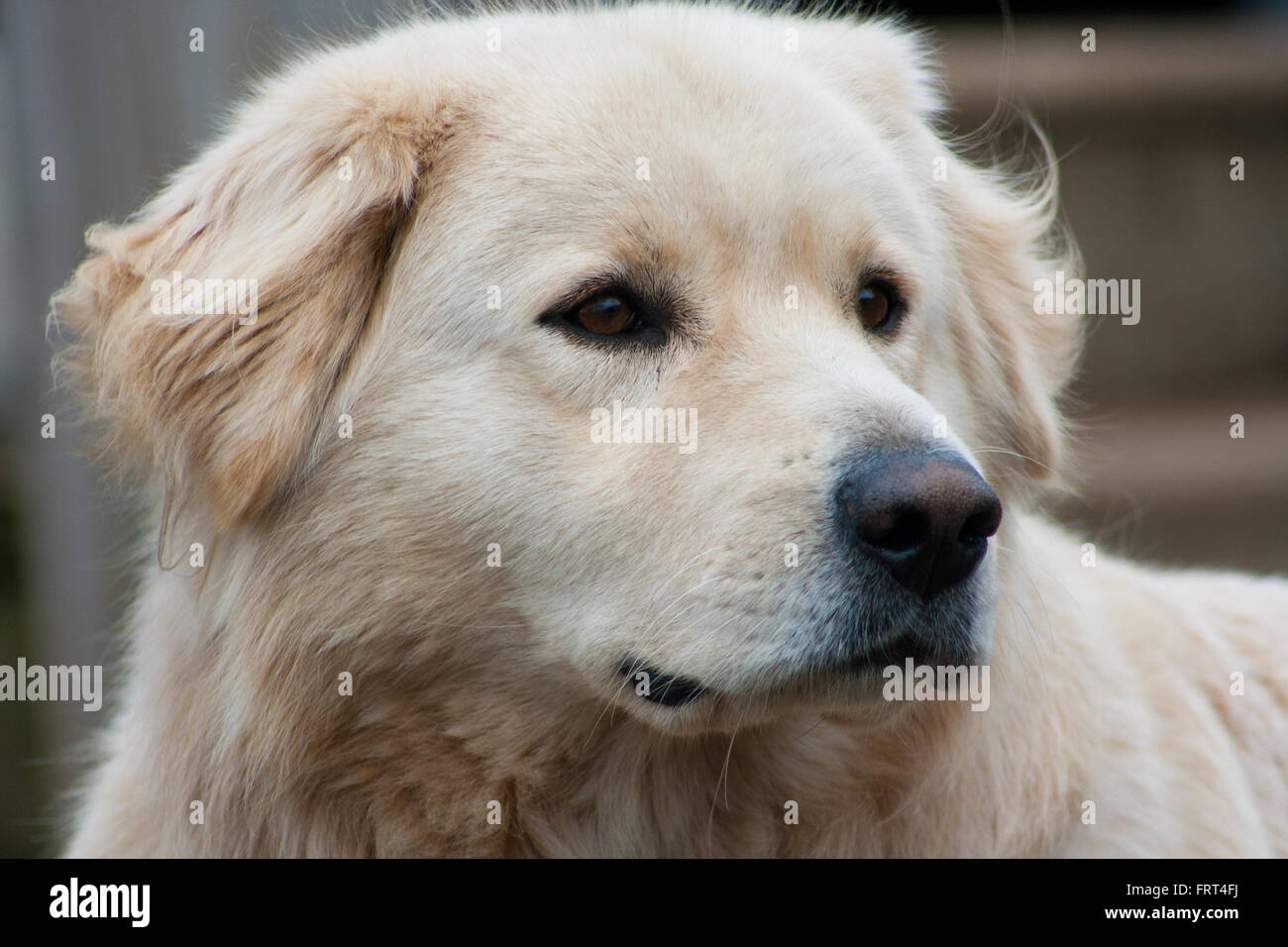 Portrait of a great pyrenees Stock Photo - Alamy